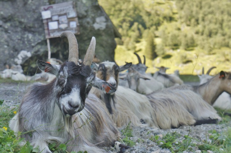 My Norway: Fjords, Goats & Bikes
