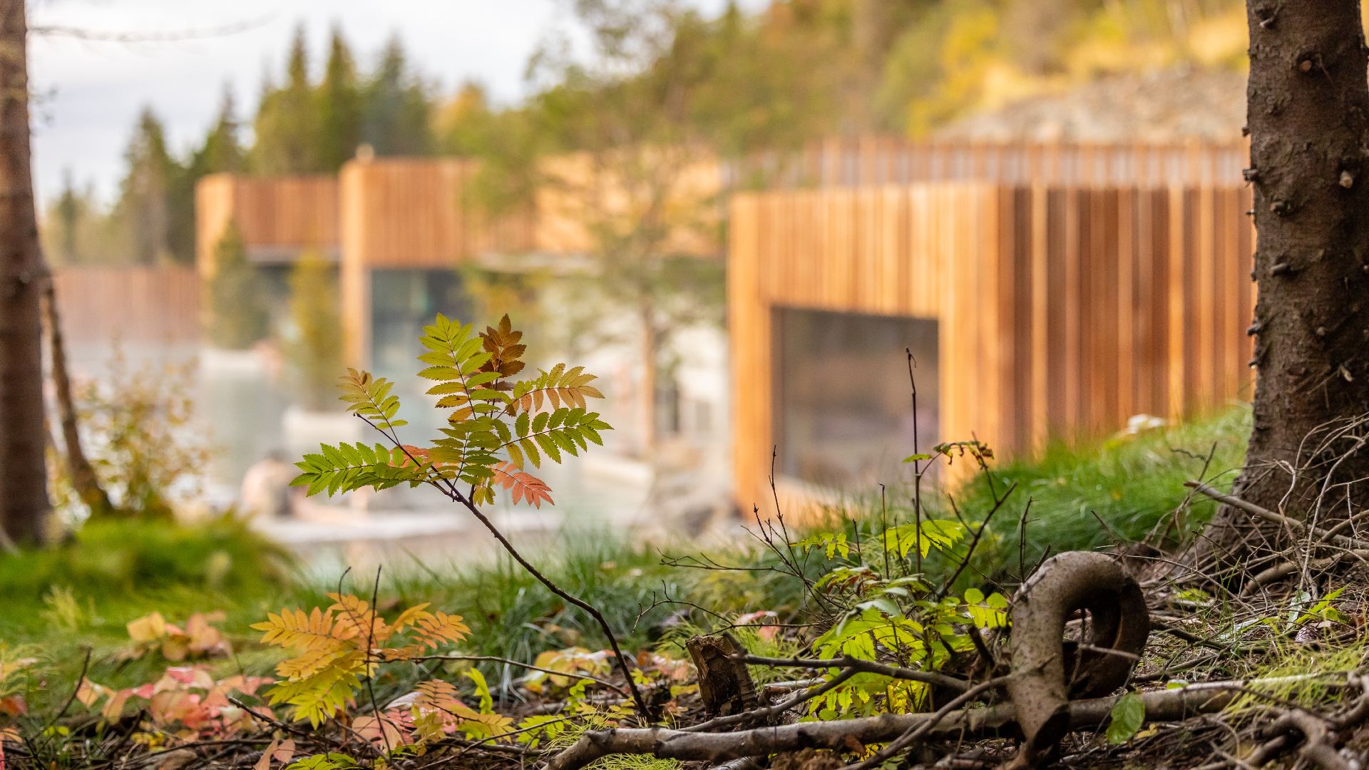 Forest Lagoon in Iceland: Your Complete Guide : Nordic Visitor